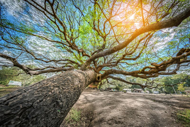 122 Chamchuri Tree Stock Photos - Free & Royalty-Free Stock Photos from ...