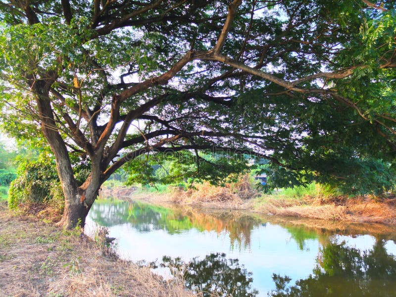 Chamchuri Tree by the Water Stock Photo - Image of wetland, shrub ...