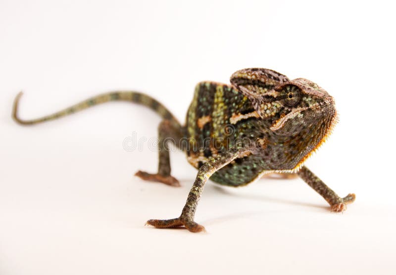 Chamealeo Chalyptratus stock image. Image of exotic, isolated - 11539477