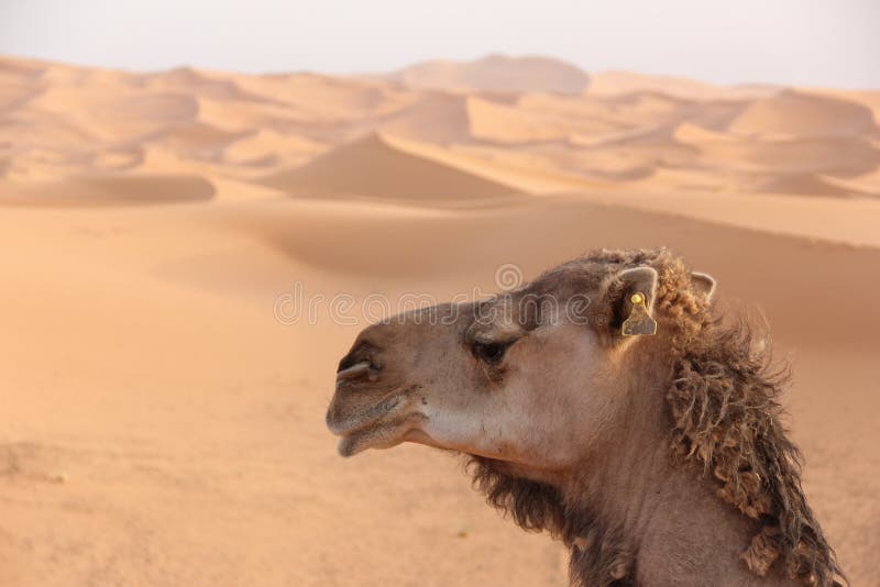 Chameau image stock. Image du atlas, complètement, profil - 68396183