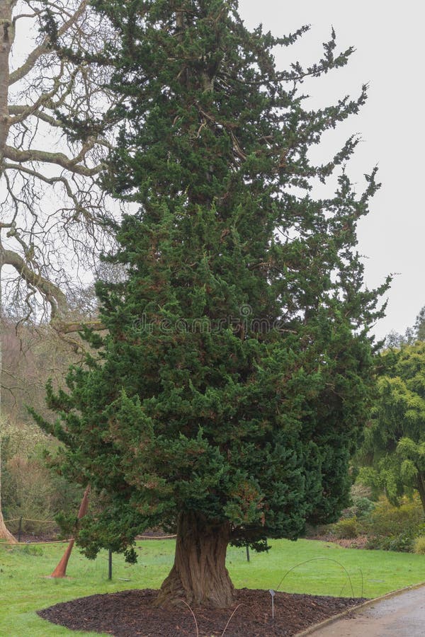 Chamecyparis lawsoniana stock photo. Image of rosemoor - 239446282