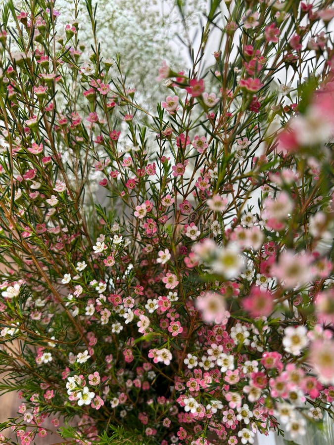 Geraldton wax stock photo. Image of flower, leaves, uncinatum - 314965586