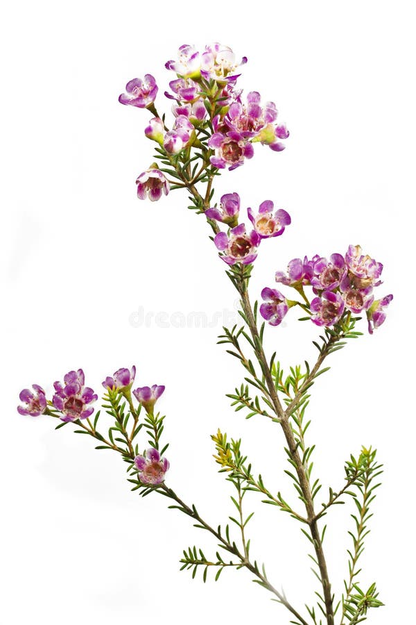 Chamelaucium Uncinatum or Waxflower Stock Photo - Image of bright ...