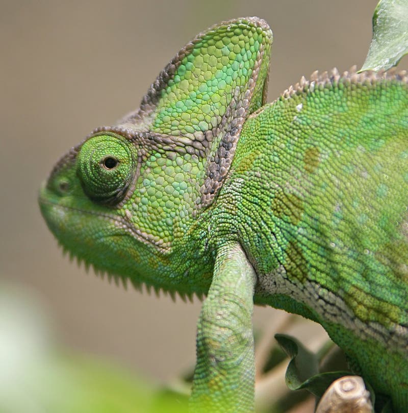 Chameleon 2 stock photo. Image of poikilotherm, ecology - 2234150