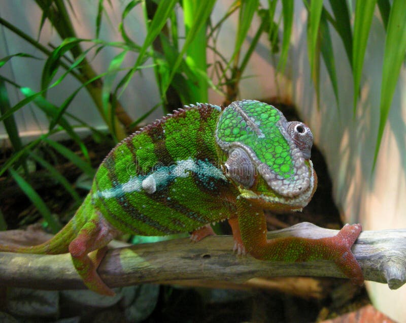 Tropical fish stock photo. Image of pomacanthidae, pomacentridae - 3769790