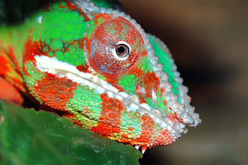 Chameleon stock photo. Image of climb, little, baby, animal - 22380054