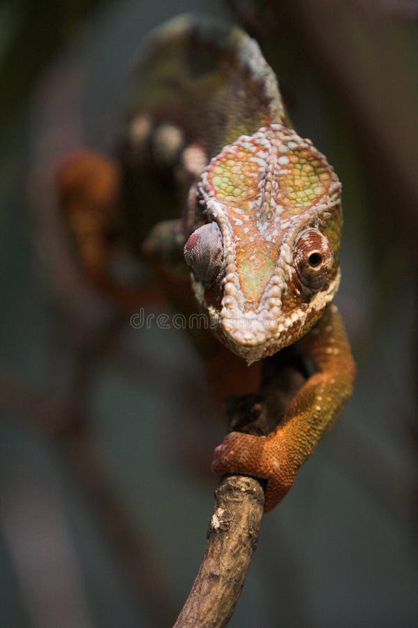 Chameleon stock photo. Image of skin, face, grip, head - 2823074