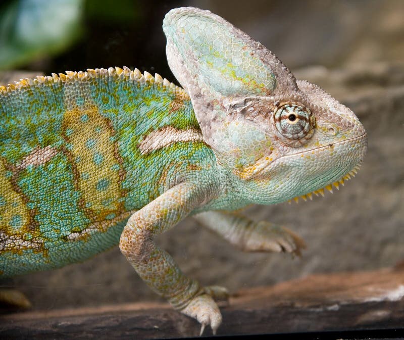 Chameleon 6 stock photo. Image of creature, long, multicolored - 2966236