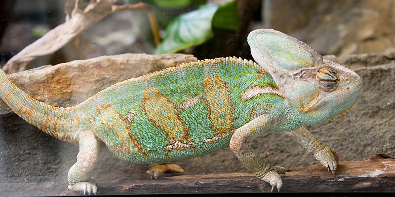 Chameleon 7 stock image. Image of population, rare, view - 2966515