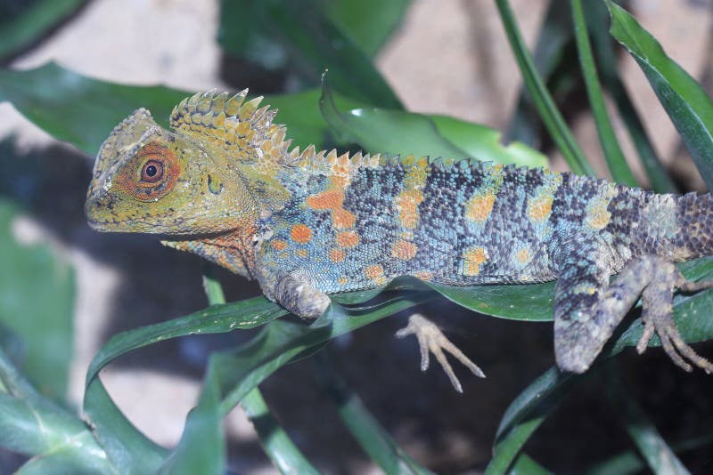 Chameleon anglehead lizard stock image. Image of asian - 115984163
