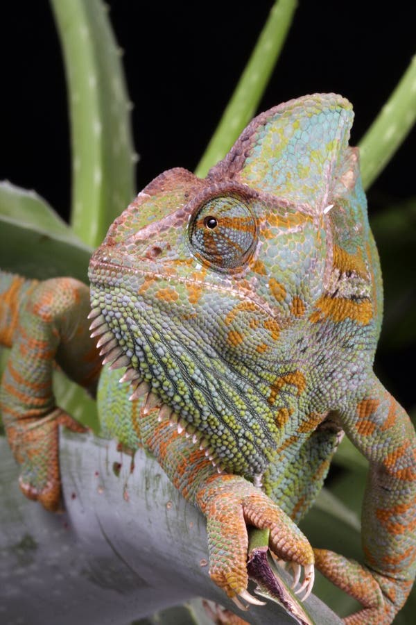 Chameleon Animal Picture. Image: 10849352