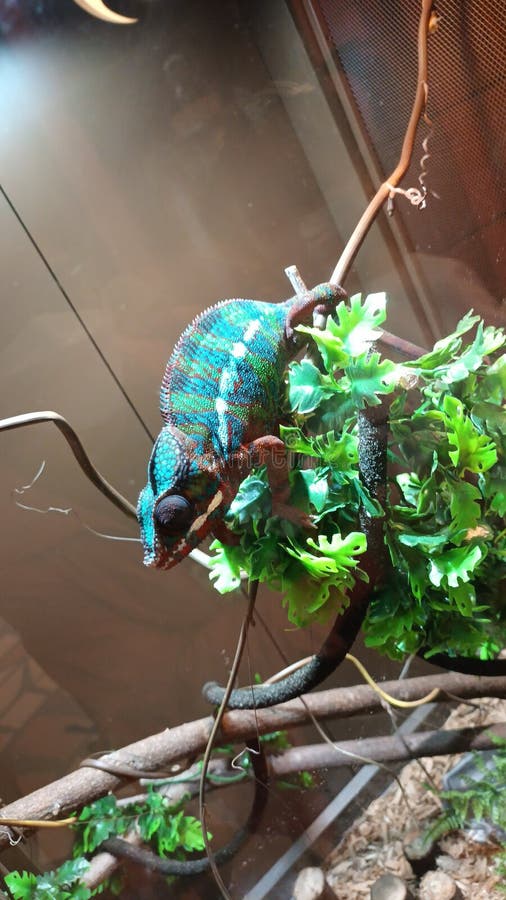 Chameleon Animal is Changing Color Stock Photo - Image of camelion ...