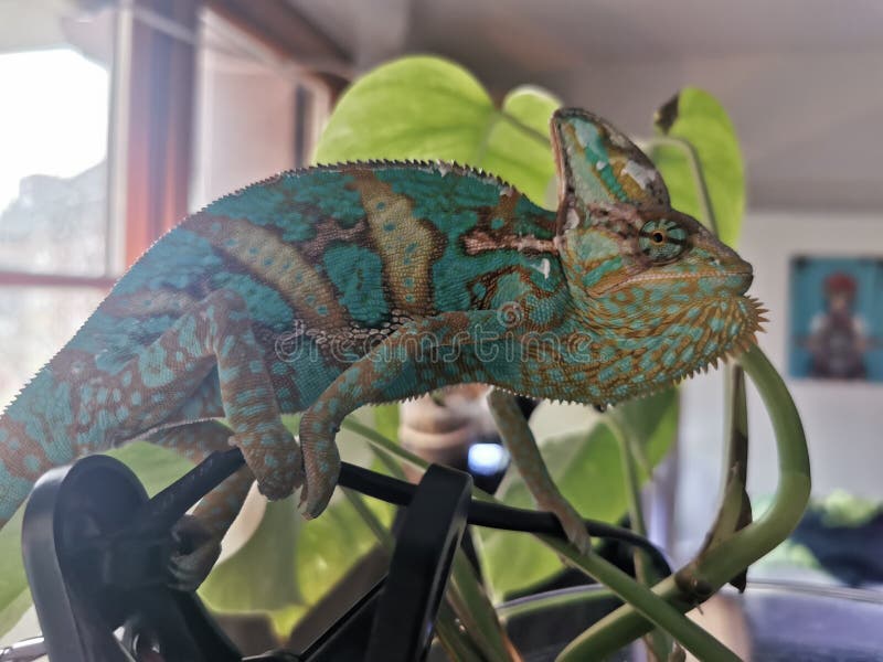 Chameleon Animal Cute Nature Stock Photo - Image of naguew, chameleon ...