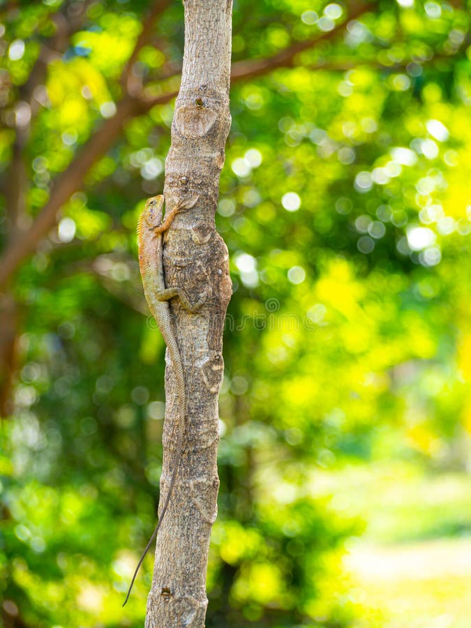 Chameleon is an Asian Species of Animals that Lives in Tree Stock Image ...