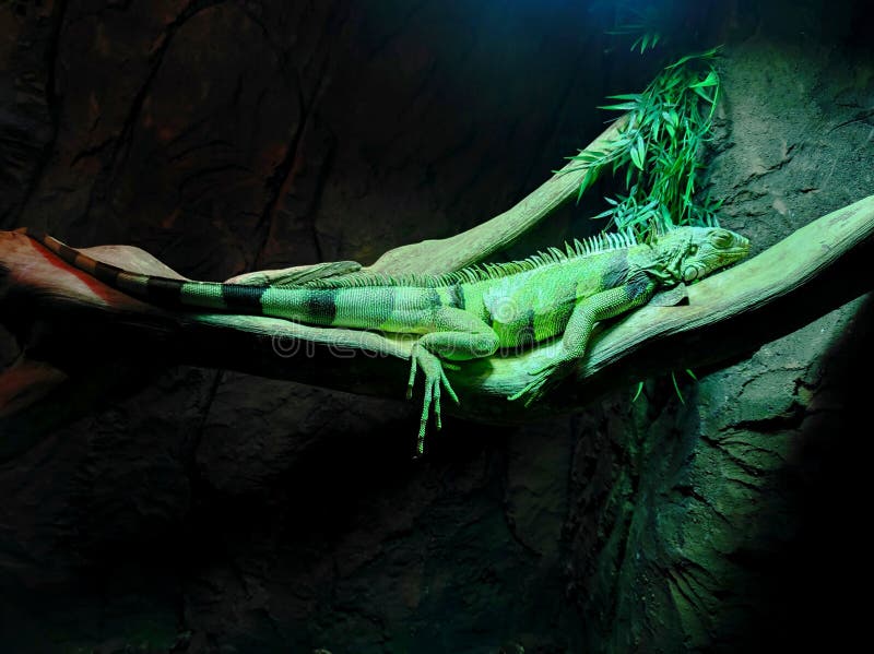 Chameleon beast stock photo. Image of reptile, turtle - 286310776