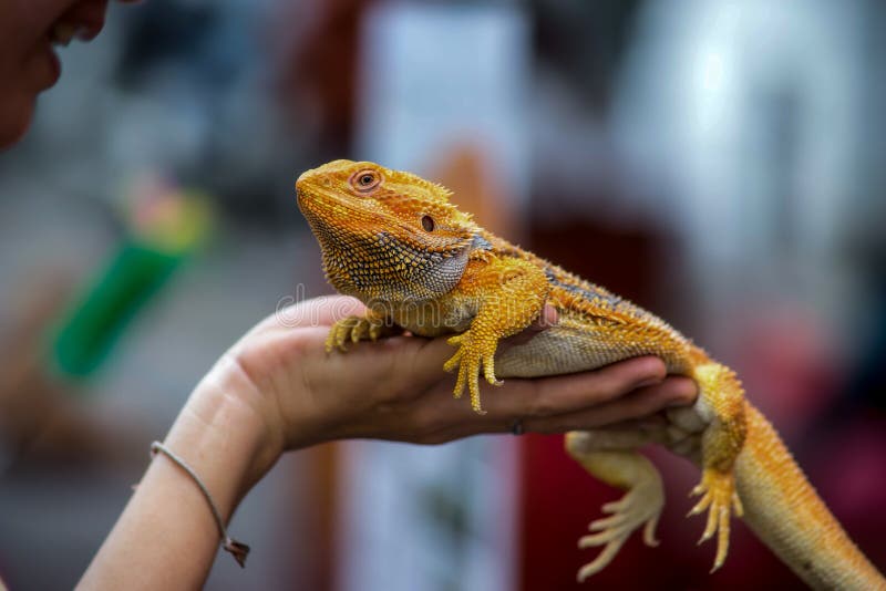 Friendly lizard stock photo. Image of friend, born, travel - 68526780