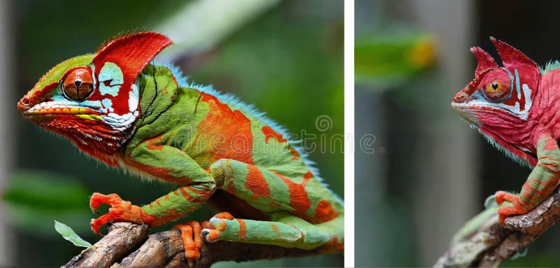 Chameleon on a Branch. Chameleon on a Tree Lizard, Chameleon, Reptile ...
