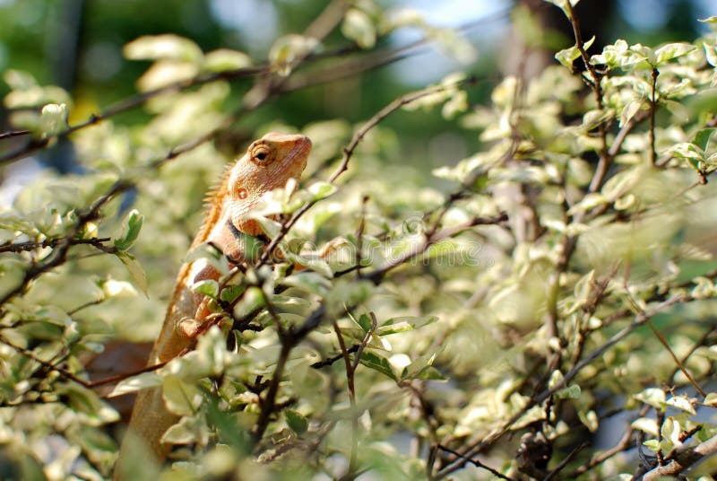 The chameleon in the bush stock photo. Image of catch - 19186668