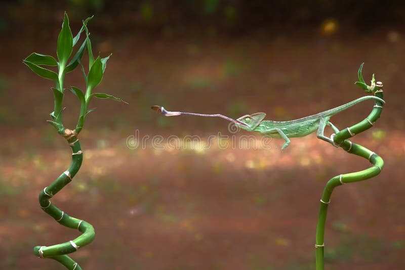 Chameleon Catching Butterflies Stock Image - Image of reptile, veiled ...