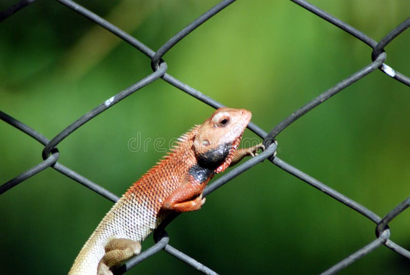 Chameleon stock photo. Image of lizards, hunting, climbing - 91085756