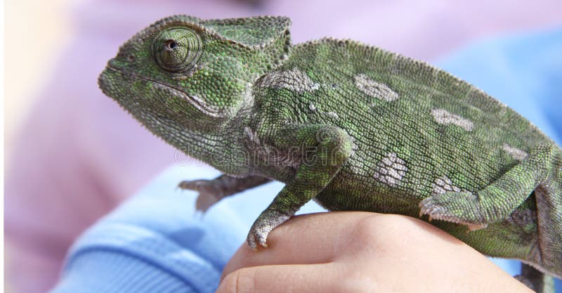 Chameleon on child s hand stock image. Image of life - 11644559