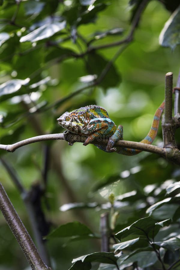 Chameleon chilling on tree stock photo. Image of macro - 152590144