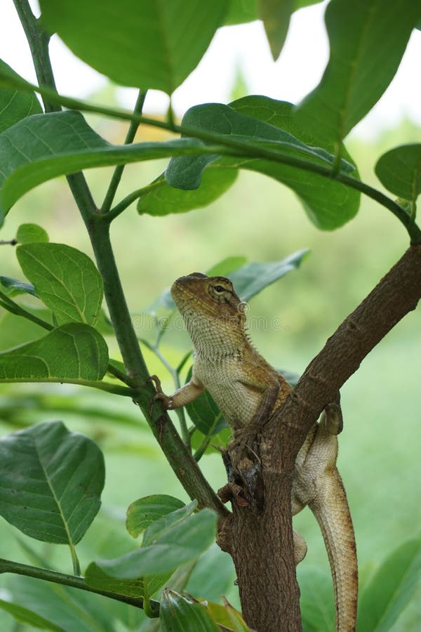 A Chameleon Climbing a Tree Stock Image - Image of flower, reptile ...