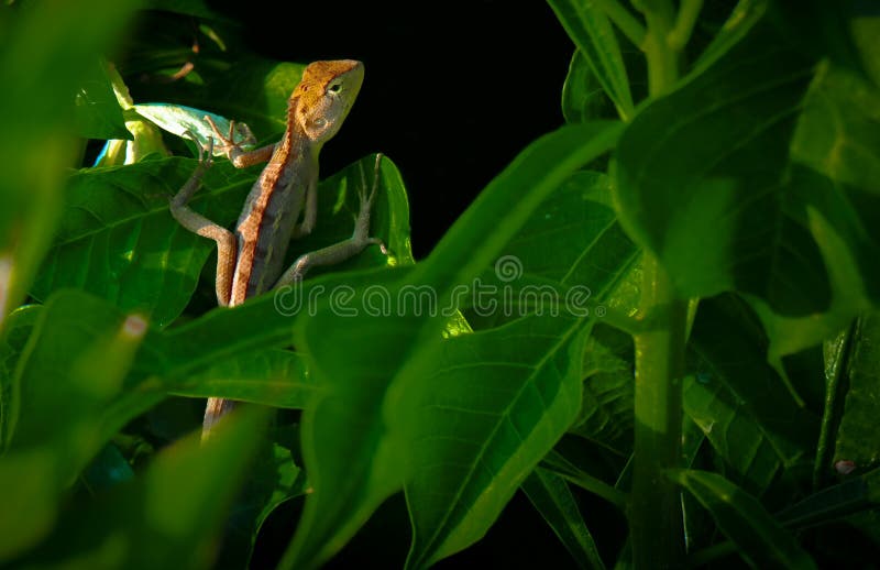 The Chameleon Climbing on the Tree . Stock Image - Image of climbing ...