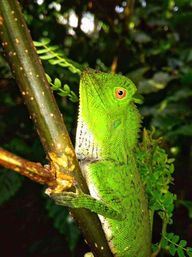 A Chameleon is Climbing a Tree in the Forest Stock Photo - Image of ...