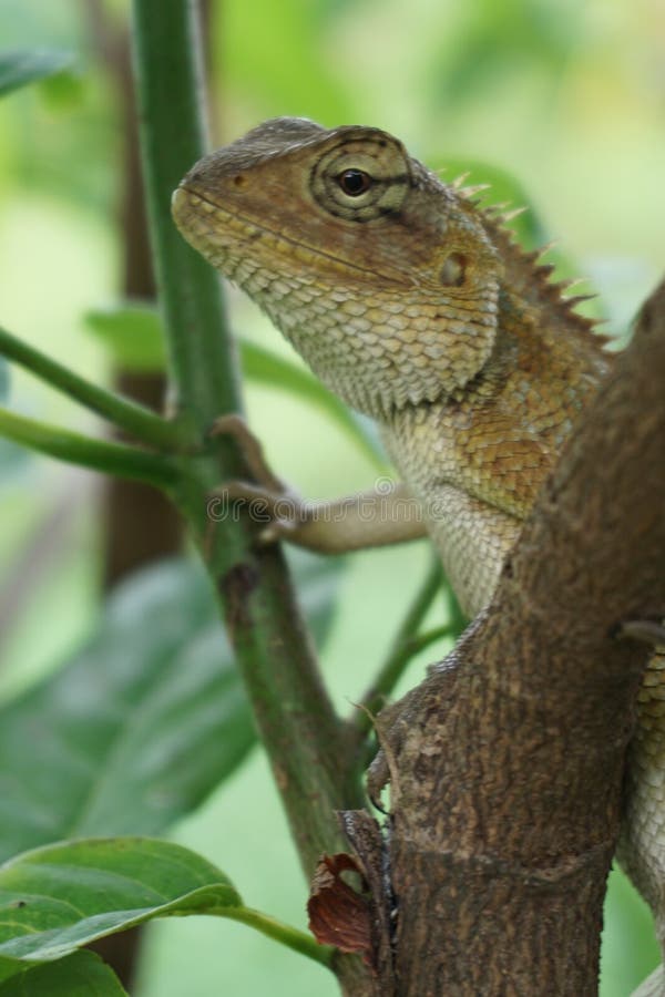 A Chameleon Climbing a Tree in the Morning Stock Photo - Image of ...