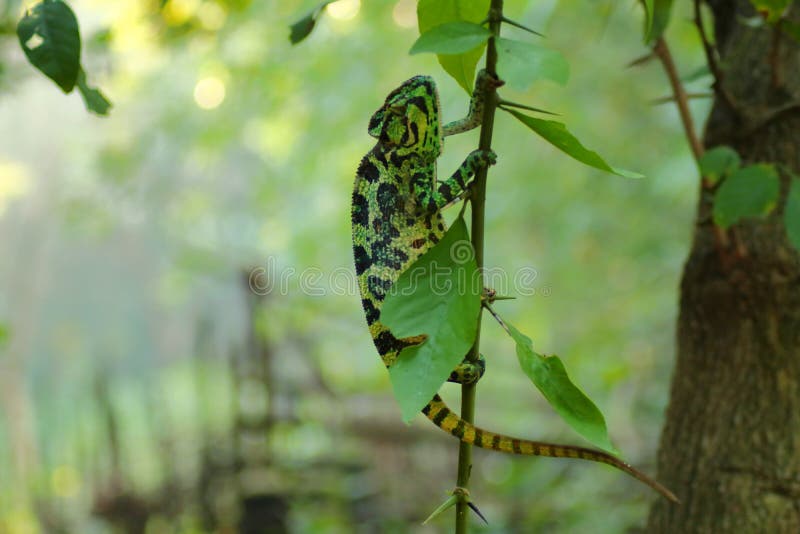 Chameleon is Climbing on the Tree Wallpaper Stock Image - Image of ...