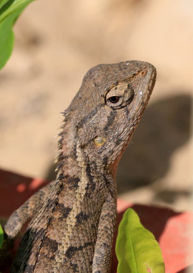 Chameleon stock photo. Image of reptile, wildlife, shot - 67820956