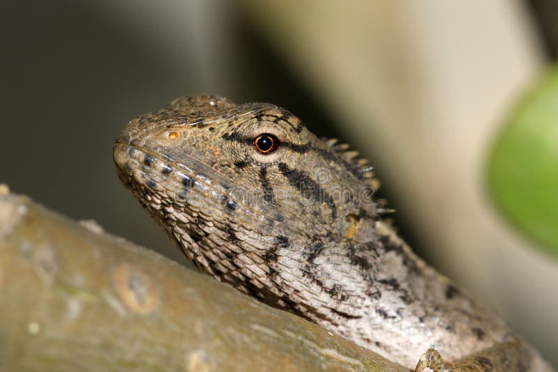 Chameleon stock photo. Image of wilderness, wildlife - 67821144