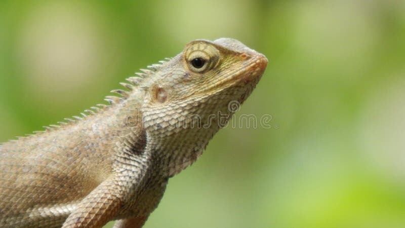 Indian Girgit or Garden Lizard or Chameleon on a Green Plant Looking at ...