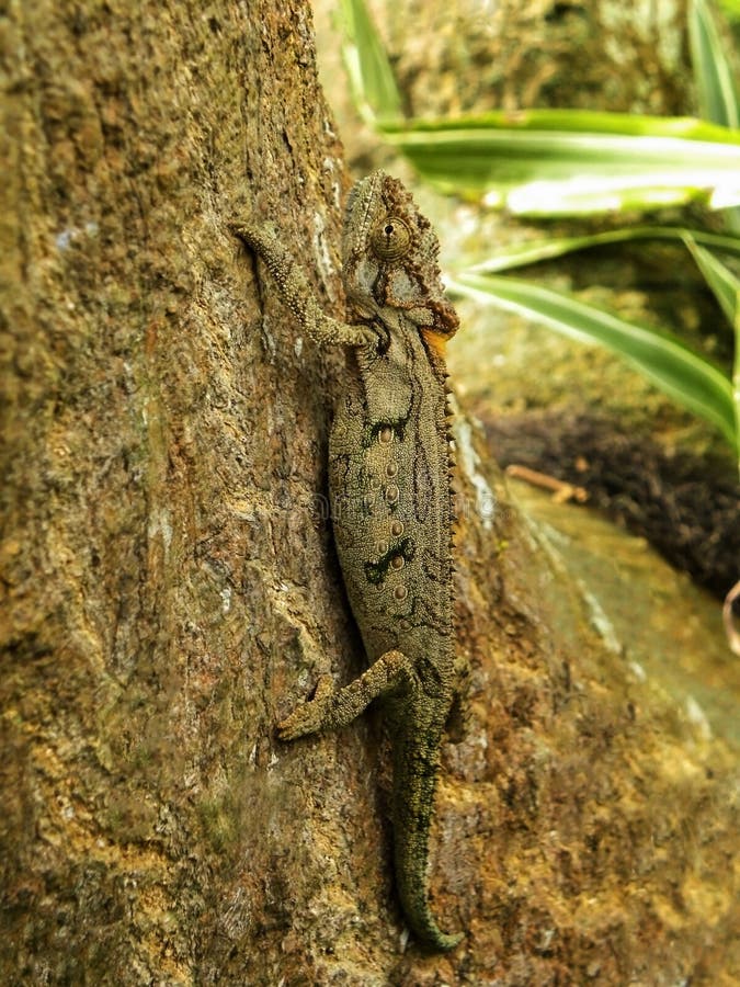 Chameleon on Coral tree 2 stock photo. Image of camouflage - 59592236