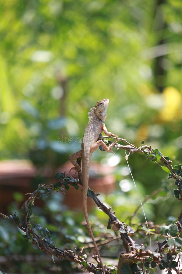 Chameleon Dragon stock photo. Image of lizard, chelosania - 224582246