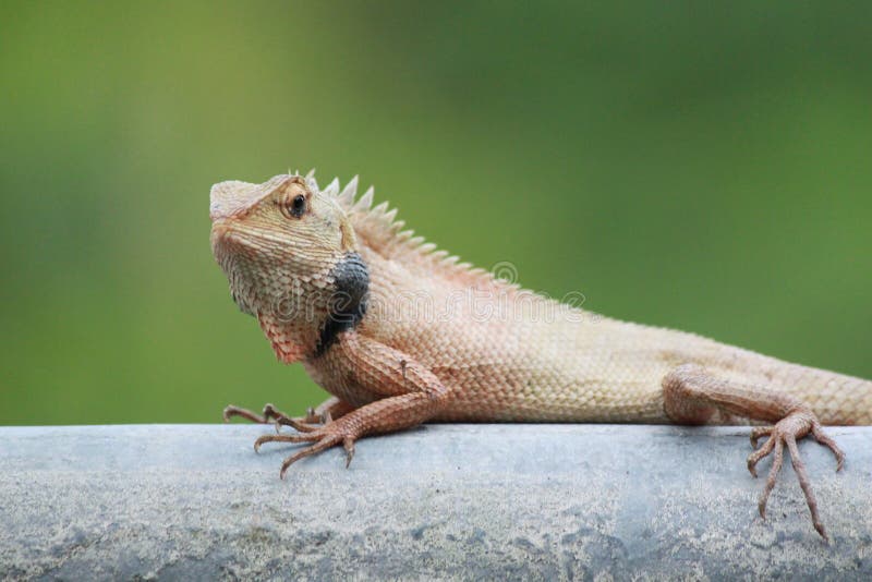 Chameleon Dragon stock photo. Image of lizard, chelosania - 224582246