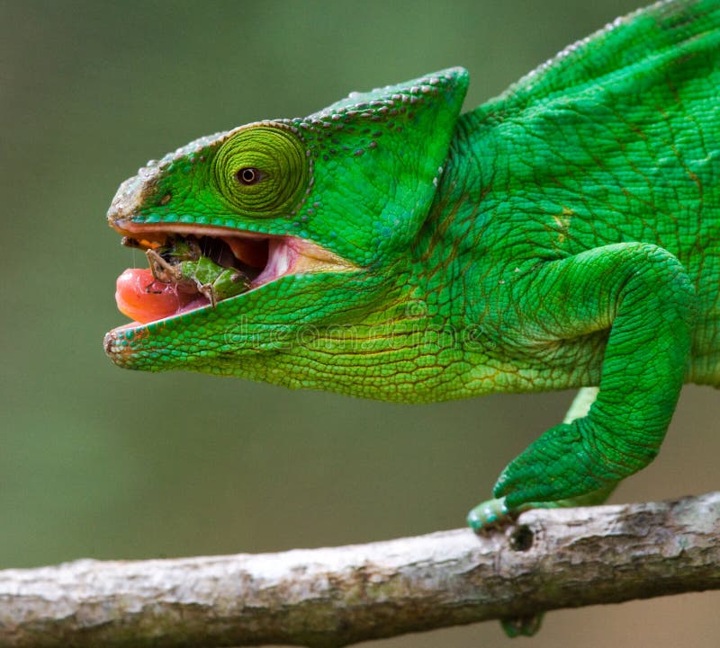 Chameleon Eating Insect. Close-up. Madagascar Stock Photo - Image of ...