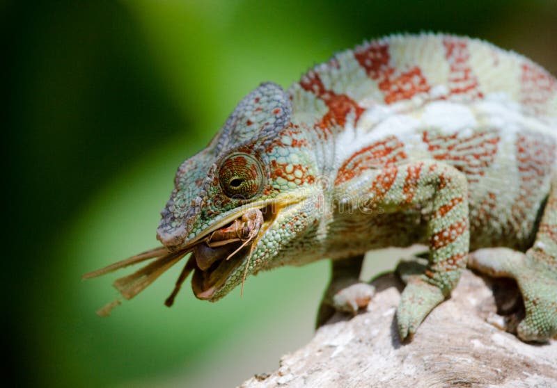 Chameleon Eating Insect. Close-up. Madagascar Stock Photo - Image of ...