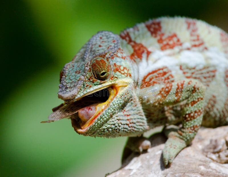 Chameleon Eating Insect. Close-up. Madagascar Stock Photo - Image of ...