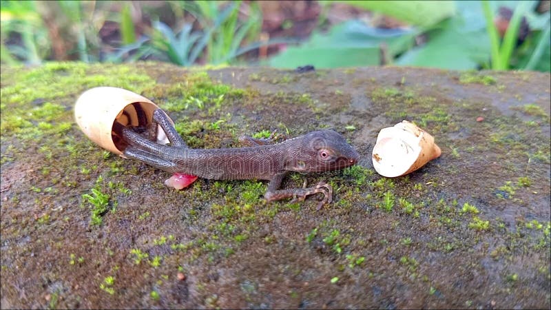 Chameleon Eggs Hatch on the Ground at Noon Stock Footage - Video of ...