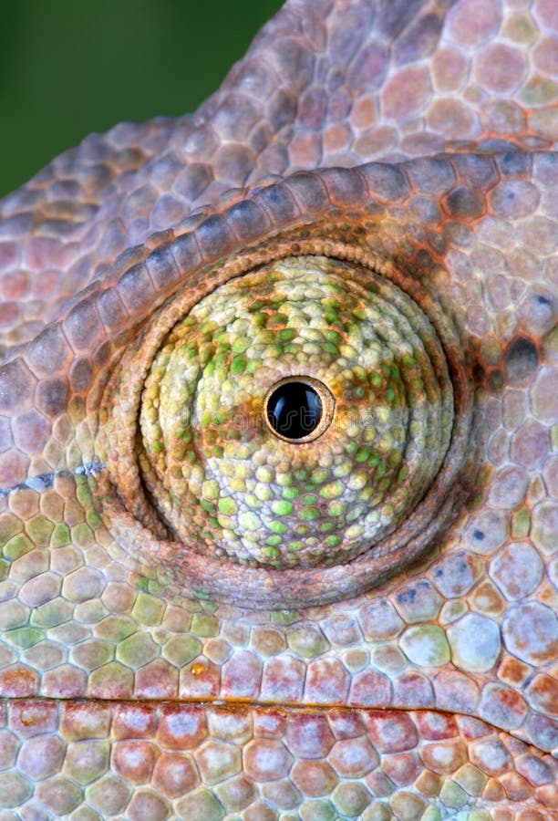 Chameleon Eye stock image. Image of lizard, color, green - 5145627