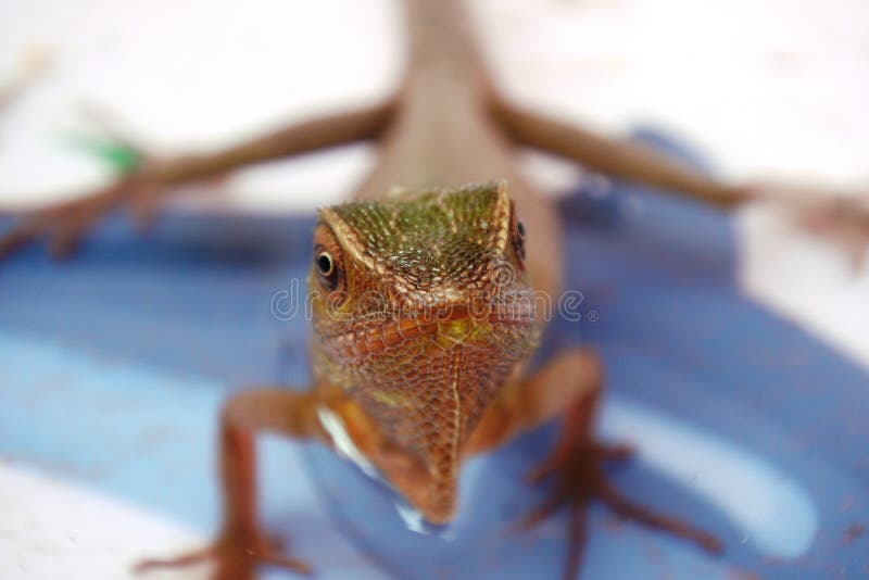 Chameleon with a Ferocious Expression Stock Image - Image of colorful ...