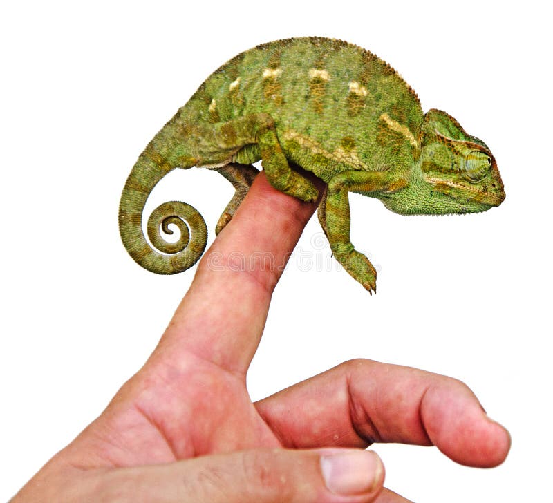 Chameleon on hand stock image. Image of fauna, twig, limb - 24471829