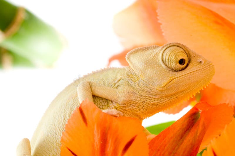 Chameleon on flower stock image. Image of arboricole, botany - 4878521