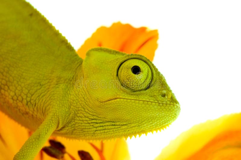 Chameleon on flower stock photo. Image of herp, botany - 5271746