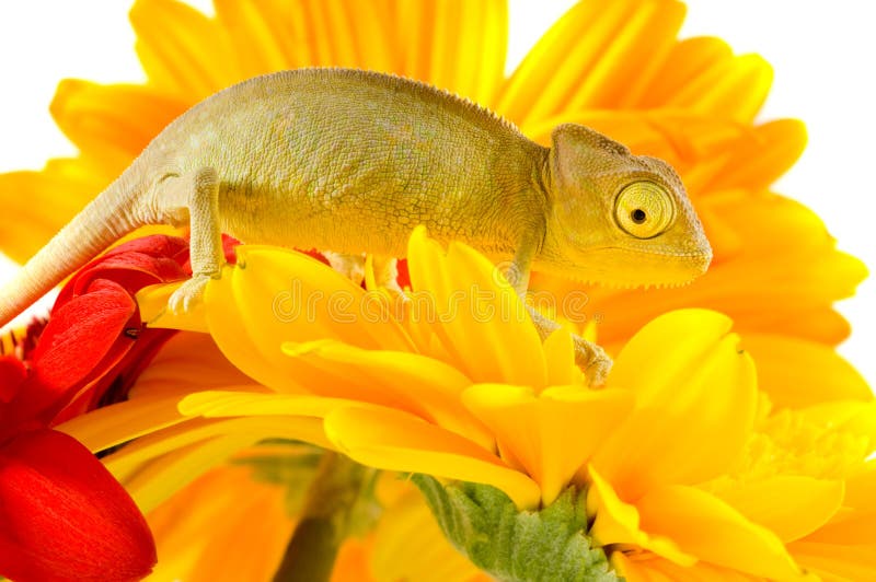 Chameleon on flower. stock photo. Image of chameleon, lizard - 7034776