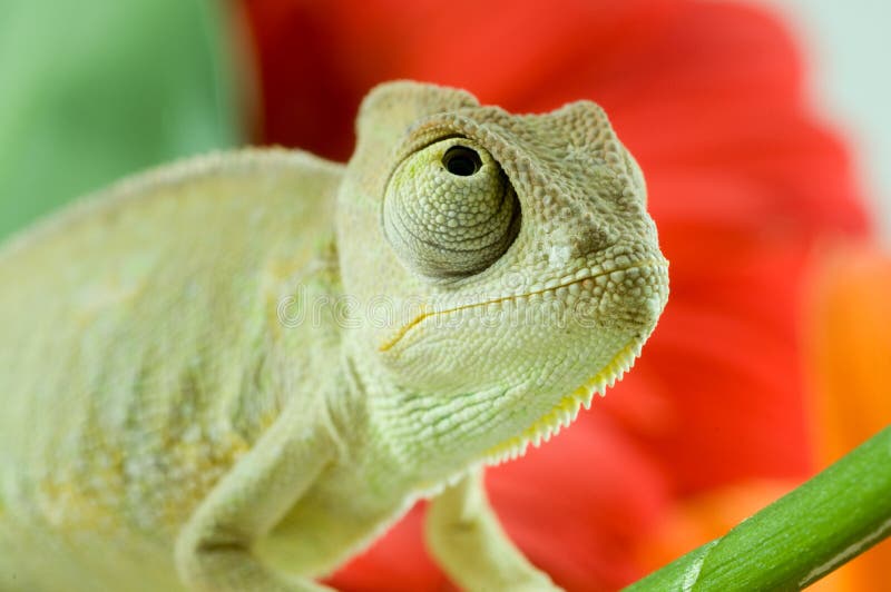 Chameleon on flower. stock image. Image of freshness, life - 5487915