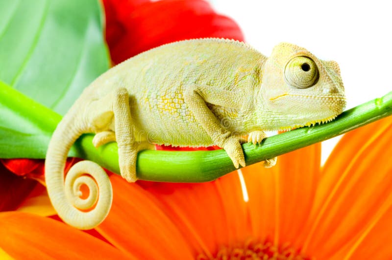 Chameleon on flower. stock image. Image of cameleon, gerbera - 5660339