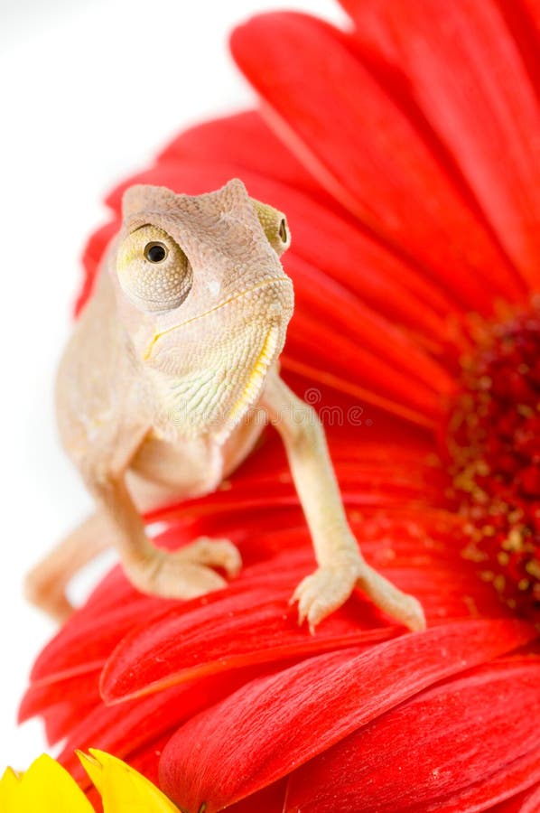 Chameleon on flower. stock image. Image of macro, purity - 6192487